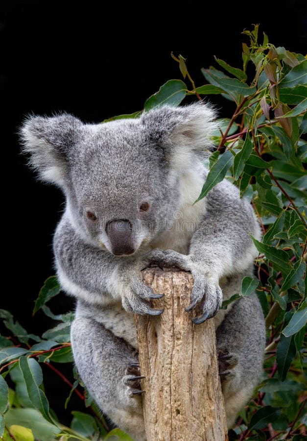 107 Koala Paws Stock Photos - Free & Royalty-Free Stock Photos from ...