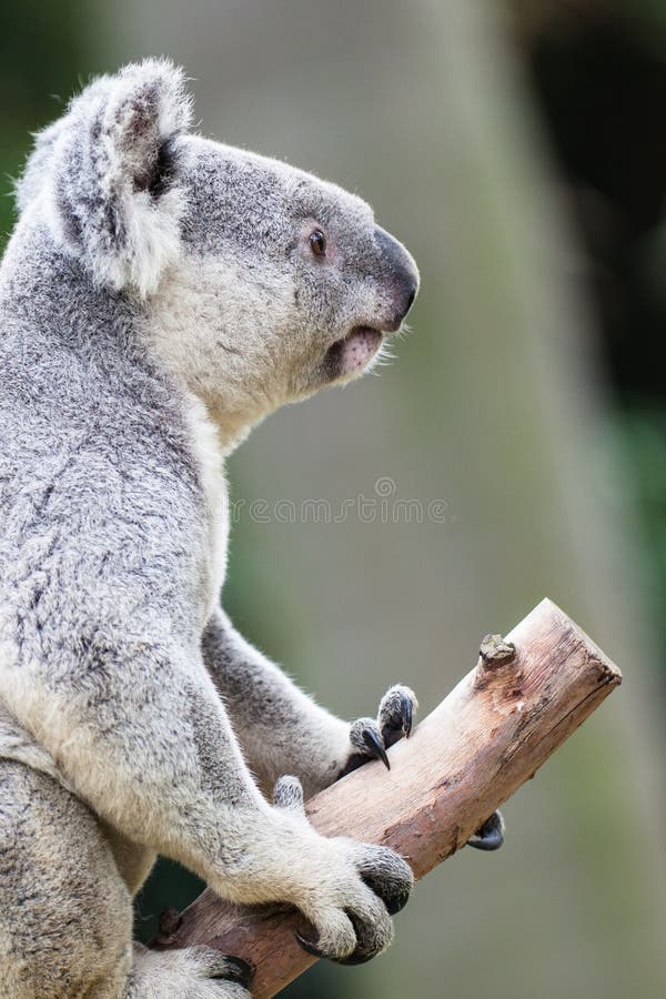 Flying koala stock image. Image of climbing, eyes, look - 30180077