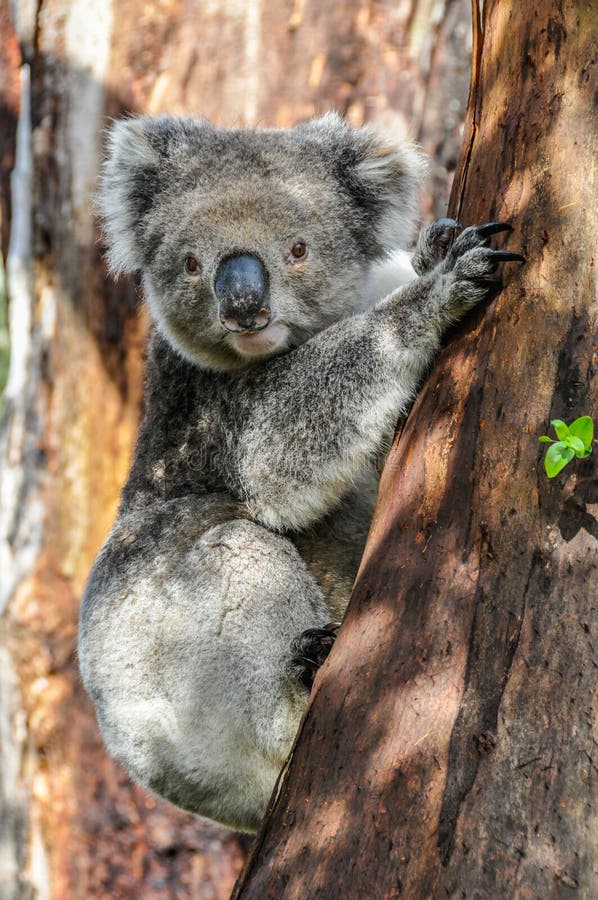 Koala on the Great Ocean Road, Australia Stock Photo - Image of ocean ...