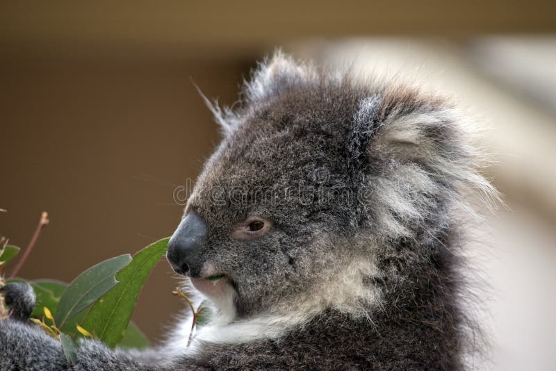 The Koala is a Grey Marsupial with White Fluffy Ears Stock Photo ...