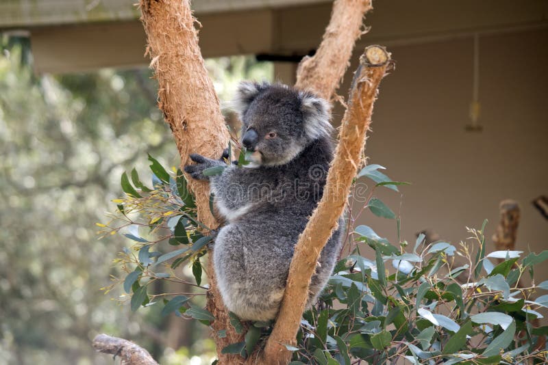 The Koala is a Grey Marsupial with White Fluffy Ears and a Large Nose ...