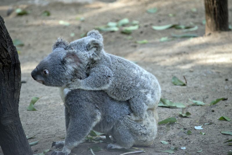 Koala Bear Side View Stock Photos - Free & Royalty-Free Stock Photos ...