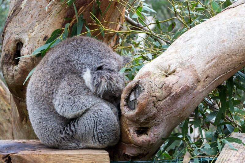 Koala having a nap stock photo. Image of phillip, sleeping - 79331412