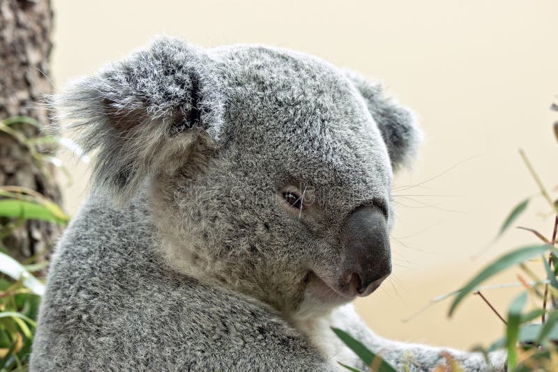Koala stock image. Image of branch, marsupial, ears, endangered - 55660483
