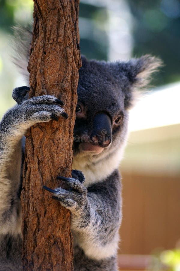 Koala hugging tree stock image. Image of branch, australia - 203305145