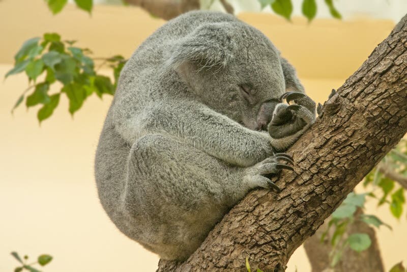Koala stock image. Image of growth, endemit, fauna, australia - 137611187