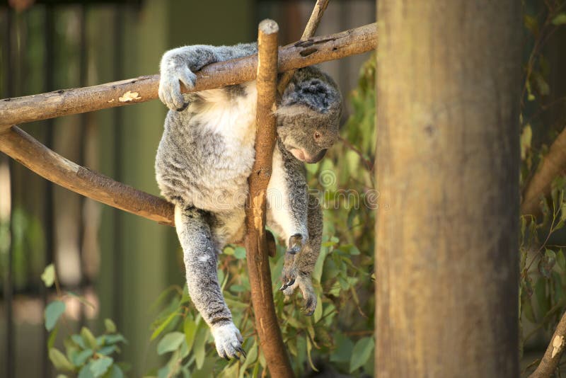 Koala by itself eating. stock photo. Image of australia - 45741872