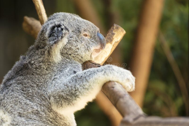 Koala by itself eating. stock photo. Image of aussie - 45741904