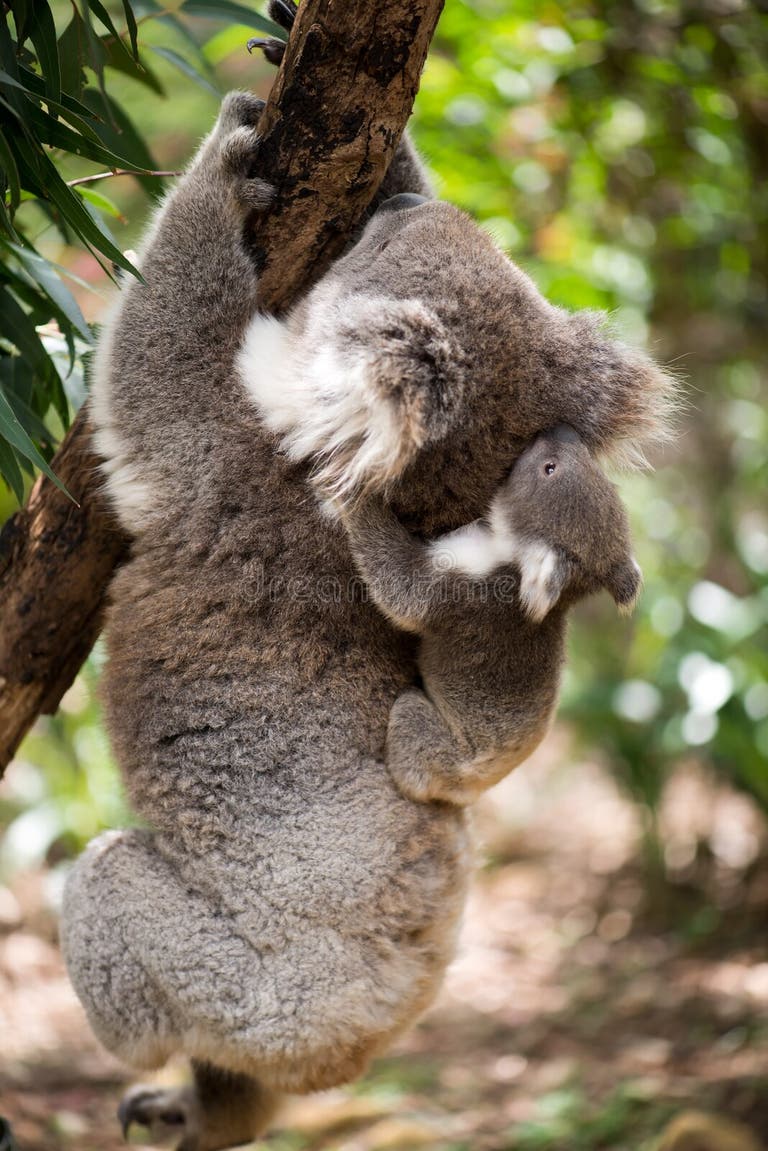 780 Koala Climbing Tree Stock Photos - Free & Royalty-Free Stock Photos ...