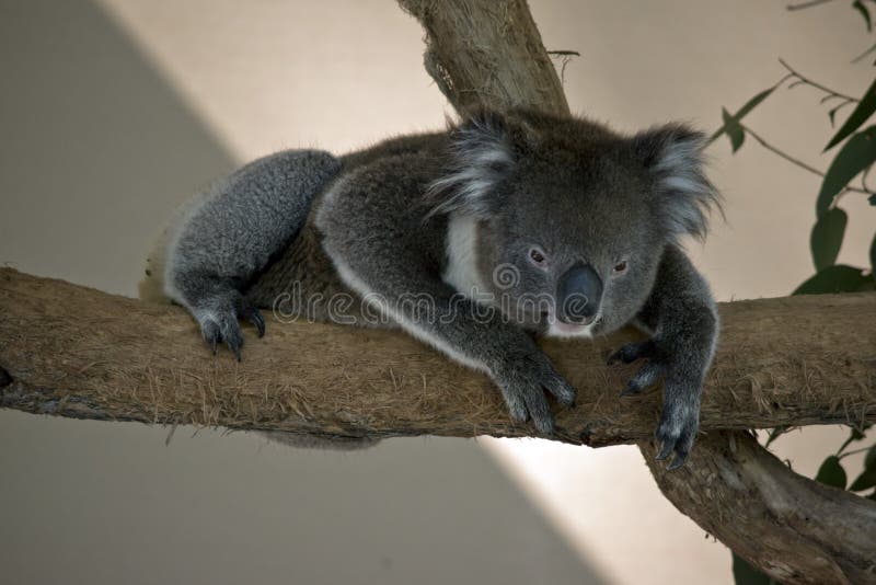 Koala Claws Showing Two Thumbs On The One Hand Stock Image - Image of ...