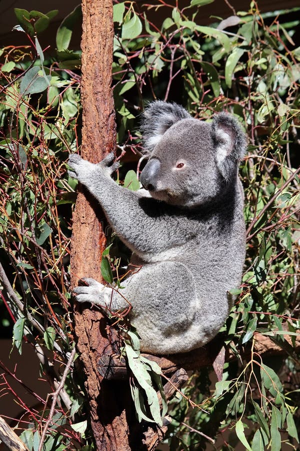 Koala in Lone Pine Koala Sanctuary Stock Photo - Image of greenery ...