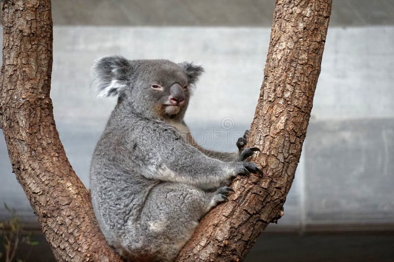 Koala Bear Side View Stock Photos - Free & Royalty-Free Stock Photos ...