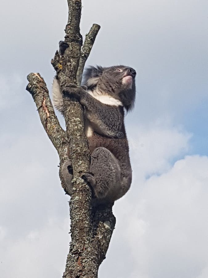 Koala looking up stock photo. Image of ears, tree, koala - 148059374