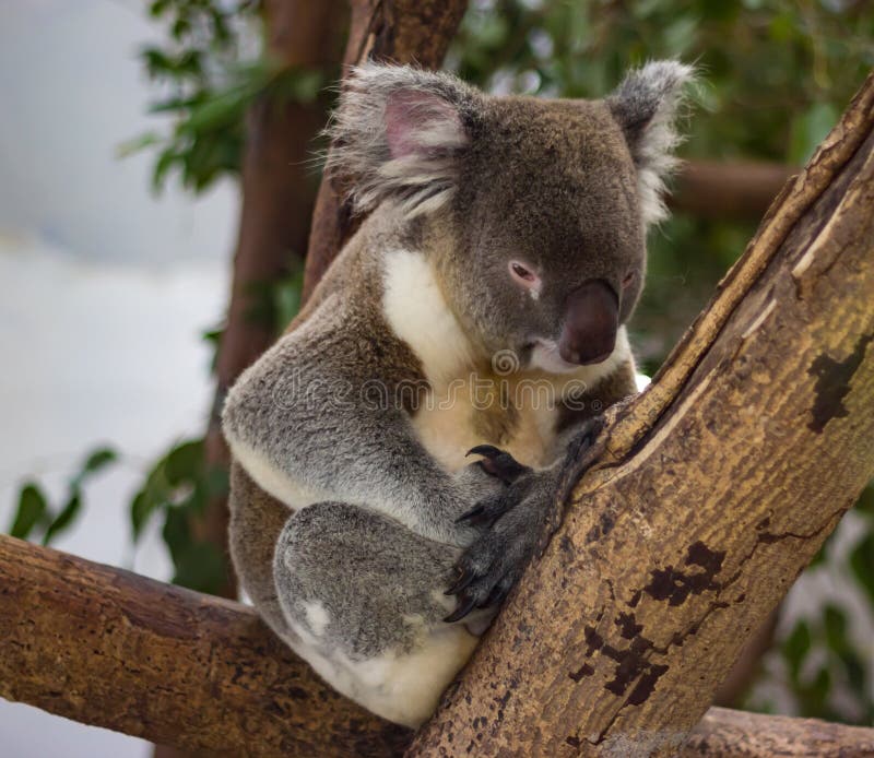 Koala Lounging, Ready To Nap Stock Image - Image of australian, koala ...