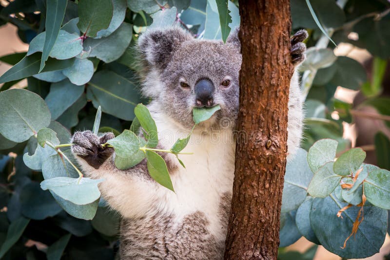 Koala Mangeant Des Feuilles De Gomme Sur L'arbre Photo stock - Image du ...