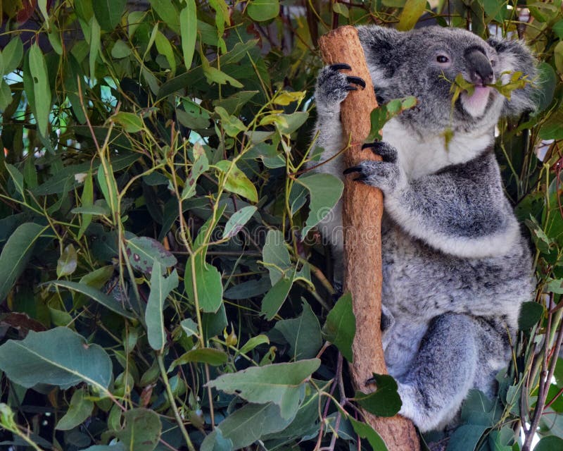 Koala Mangeant L'eucalyptus Photo stock - Image du chasse, animal: 6134080