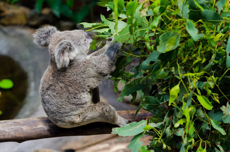 Koala Mangeant L'eucalyptus Photo stock - Image du doux, animal: 6134080