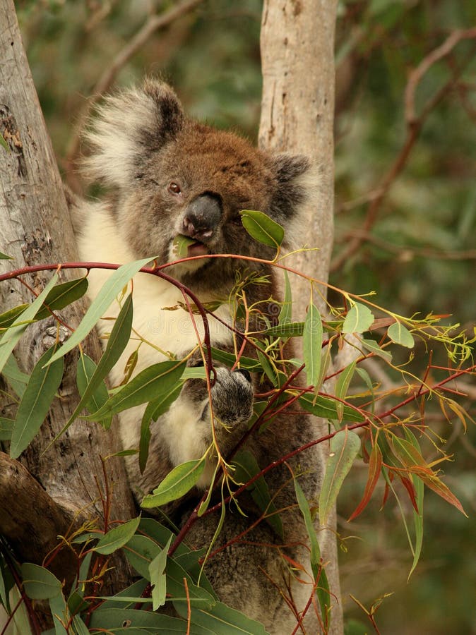 Koala Mangeant L'eucalyptus Photo stock - Image du eucalyptus, doux ...