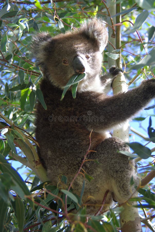 Koala Mangeant L'eucalyptus Photo stock - Image du doux, animal: 6134080