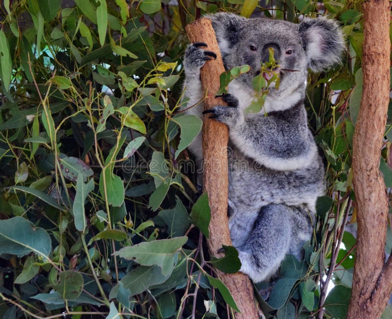 Koala Mignon Mangeant Des Feuilles D'eucalyptus Photo stock - Image du ...