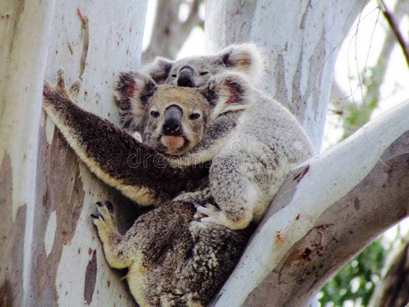 Koala stock image. Image of tree, koala, bush, mother - 160418313