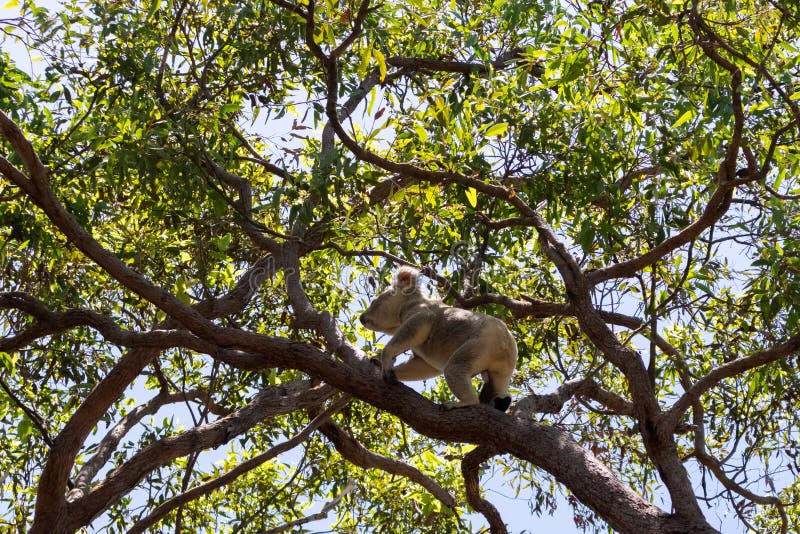 Koala in Movement Climbing and Walking on a Branch of Eucalyptus Tree ...
