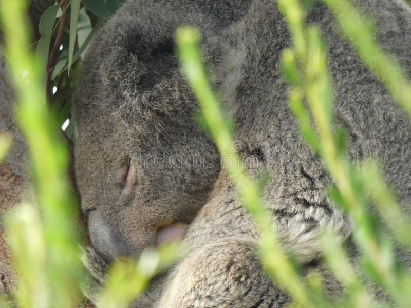 Koala napping in a tree stock image. Image of bear, koala - 342592155