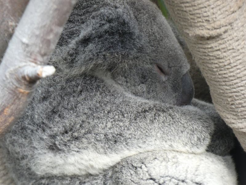 Koala napping in a tree stock image. Image of cute, tree - 342592247