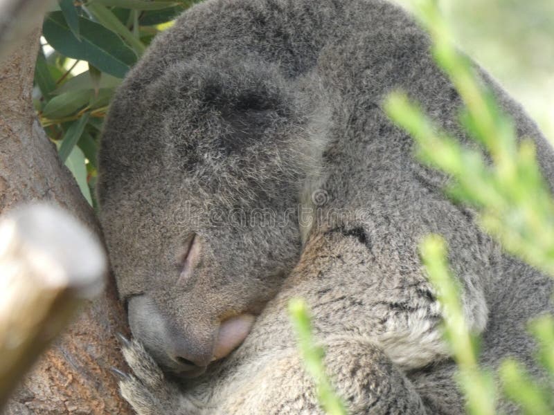 Koala napping in a tree stock photo. Image of bear, napping - 342592074