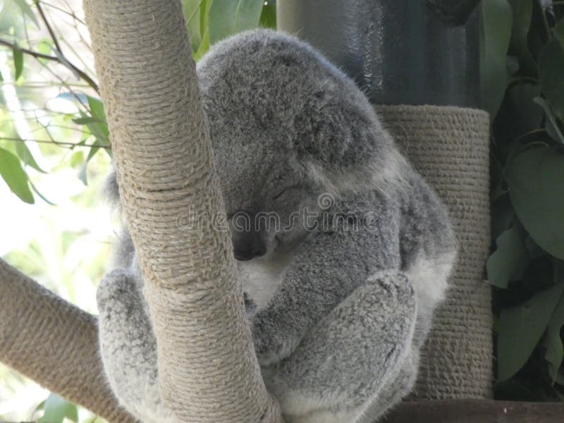Koala napping in a tree stock image. Image of australia - 342592175