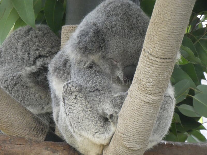 Koala napping in a tree stock image. Image of australia - 342592229