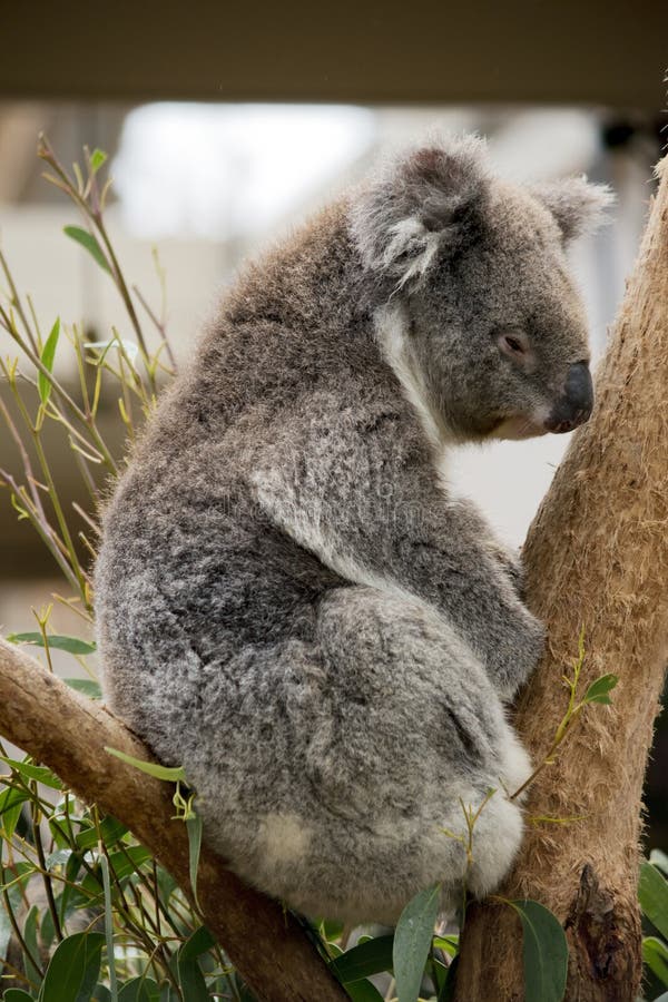 The Koala is Not a Bear but a Marsupial Stock Photo - Image of animal ... The Koala is Not a Bear but a Marsupial Stock Photo - Image of animal ...