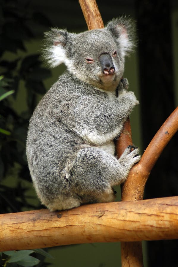 Koala op boom stock foto. Image of wild, zoogdier, koalas - 2864478