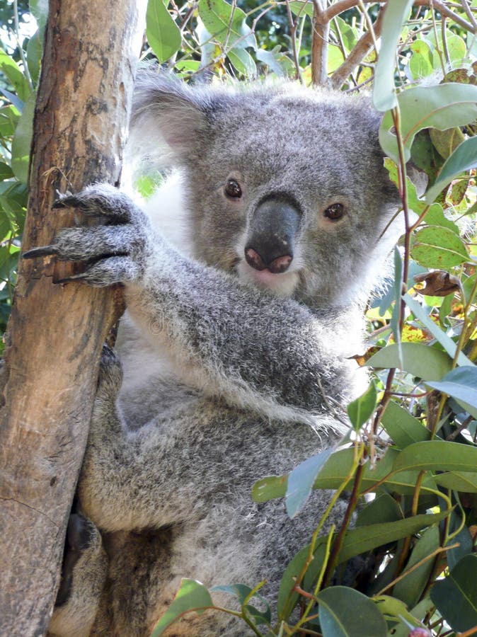 Koala stock image. Image of animal, wild, australia - 123133265