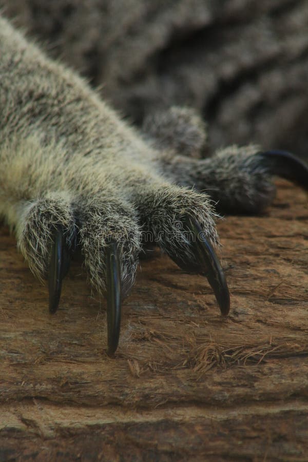 204 Koala Paw Stock Photos - Free & Royalty-Free Stock Photos from ...