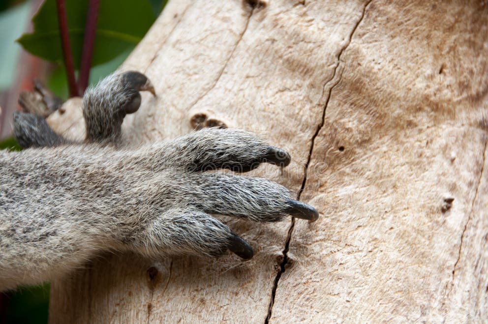 Koala Paw stock photo. Image of habitat, caecum, herbivore - 252492572