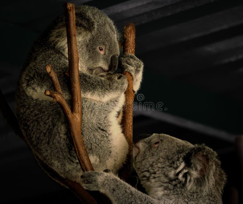 370 Koala Night Stock Photos - Free & Royalty-Free Stock Photos from ...
