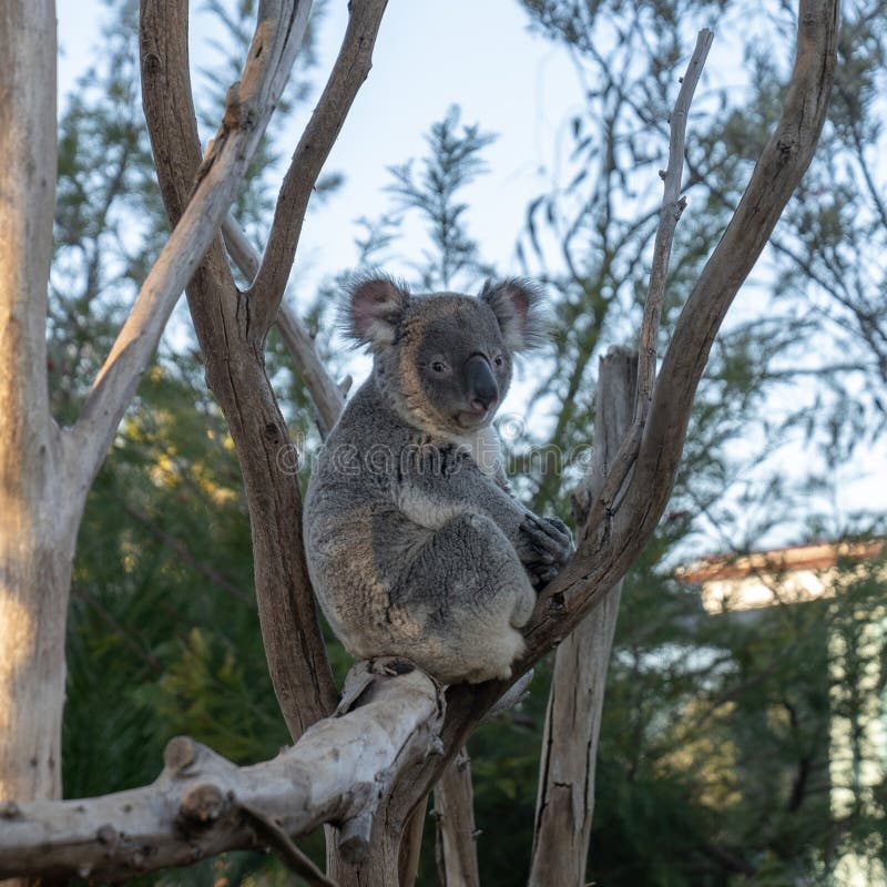 Koala perched on a tree stock image. Image of eyes, expression - 320980535