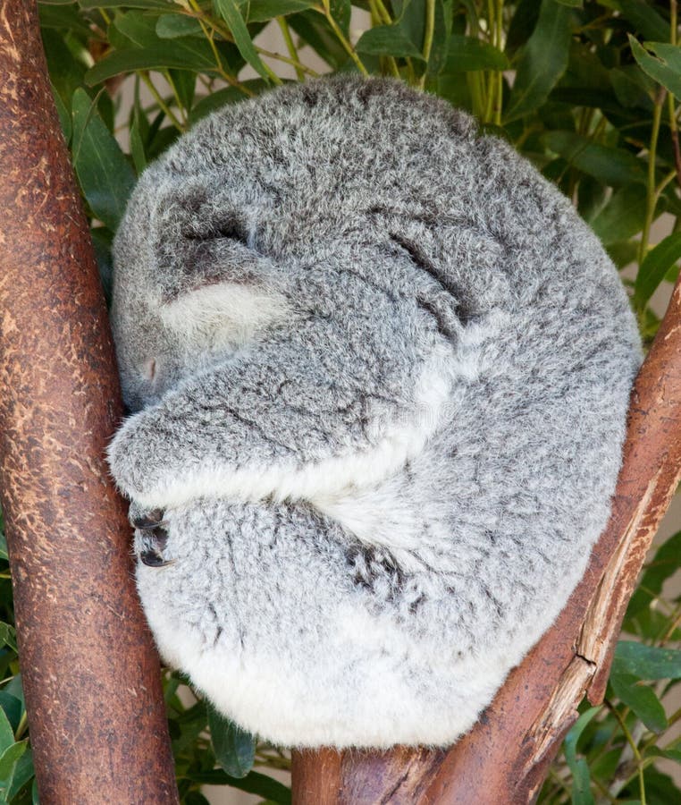 Koala Curled Up Sleeping in Tree Stock Image - Image of australian ...