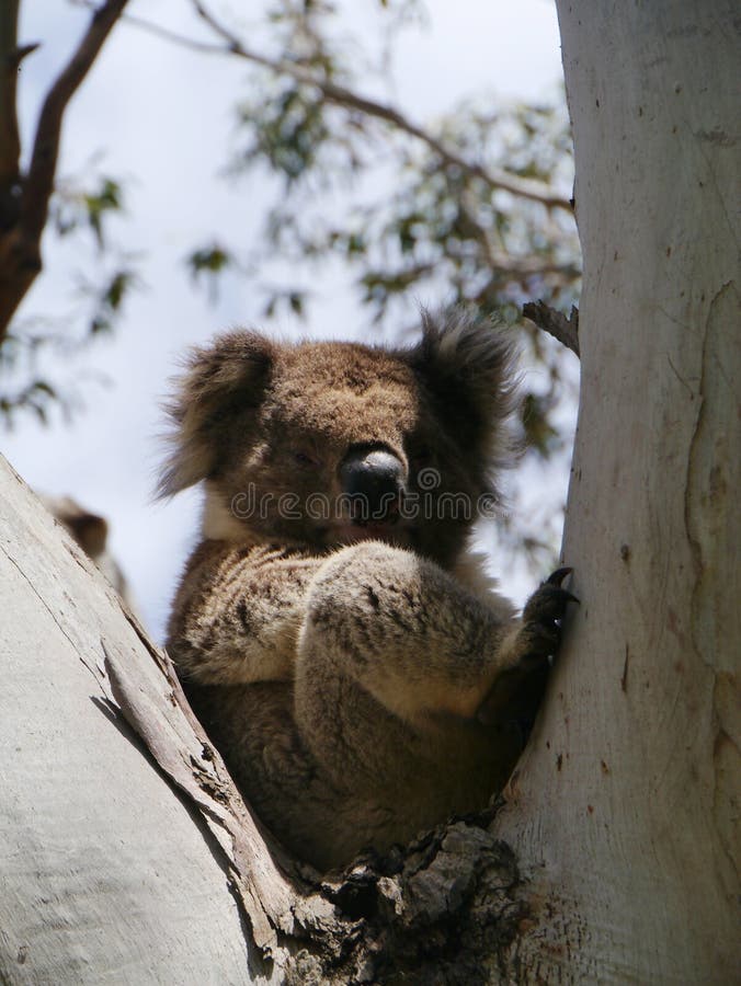 Koala stock image. Image of eucalyptus, bear, forest - 36297959