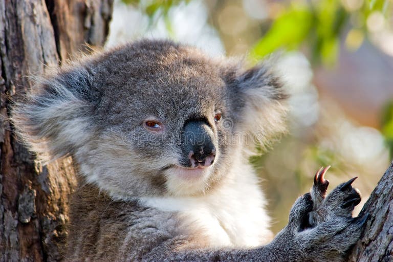 Koala with piercing eyes stock image. Image of claw, australia - 14942337