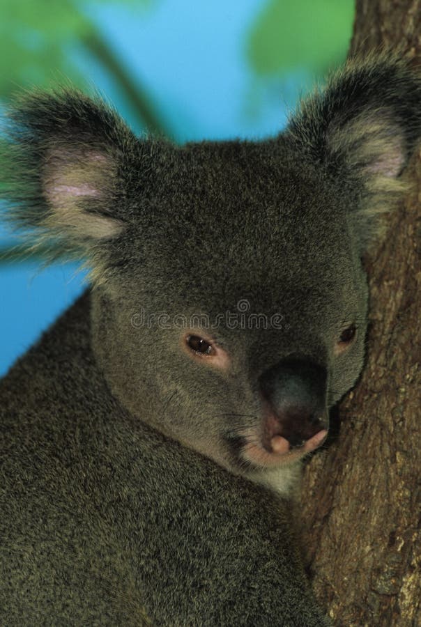 Koala portrait. stock photo. Image of animal, natural - 105671320