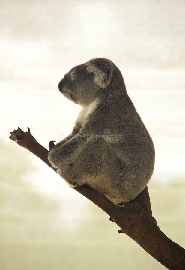 406 Koala Profile Stock Photos - Free & Royalty-Free Stock Photos from ...