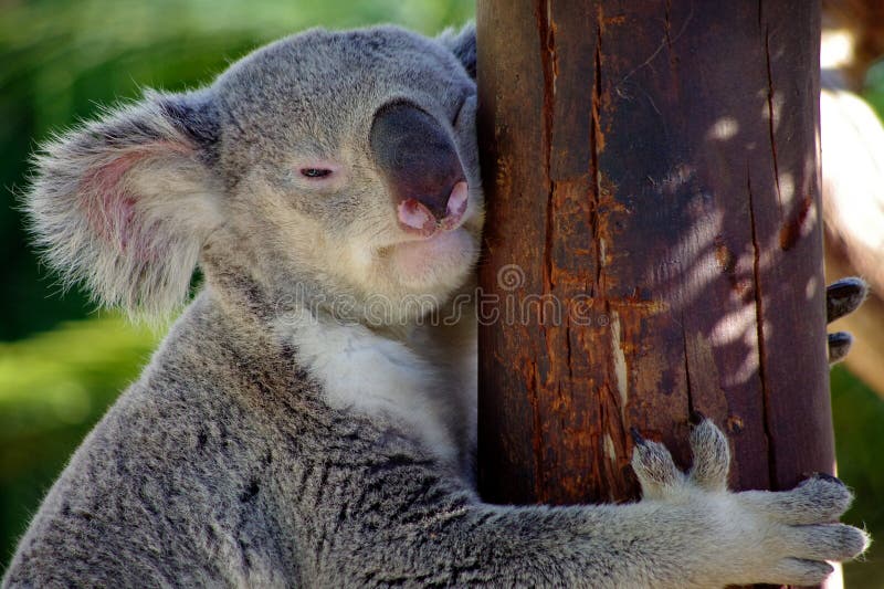 Koala Que Abraza Al Hombre Del Exceso De Peso De La Panza Imagen de ...