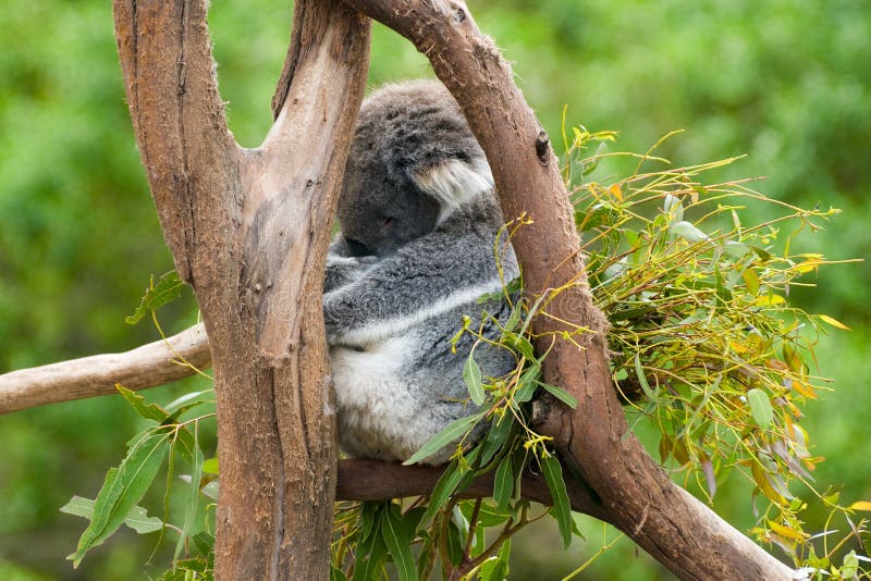 Koala El Dormir Que Abraza Un árbol En Los Wi De La Isla De Phillip ...