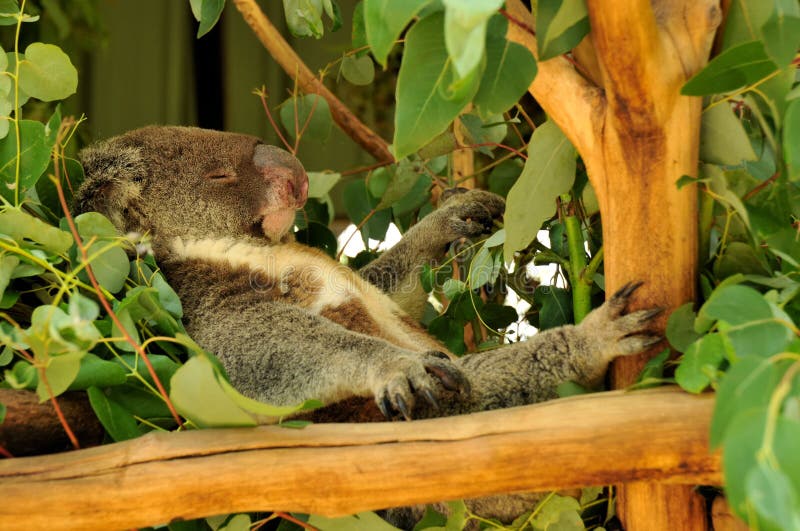 Koala Que Encontra-se Em No Sua Parte Traseira E Sono Imagem de Stock ...