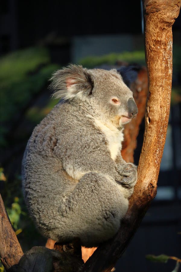 Koala Relaxing on Eucalyptus Tree Stock Image - Image of endangered ...