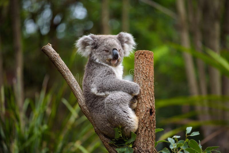 Koala on Eucalyptus Tree in Australia Stock Image - Image of cute, tree ...