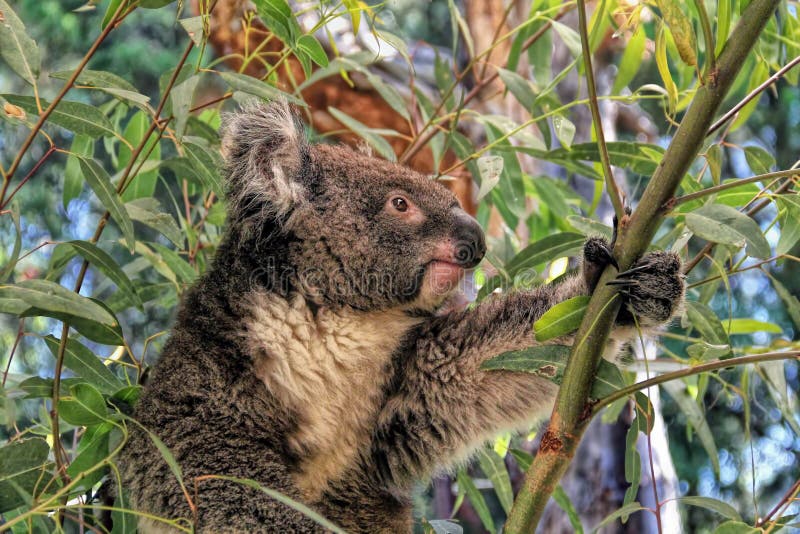 Koala stock photo. Image of grey, australia, branch, mammal - 61689300