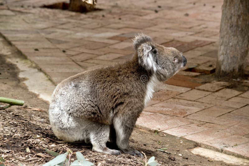 Side View Bear Stock Images - Download 1,305 Royalty Free Photos